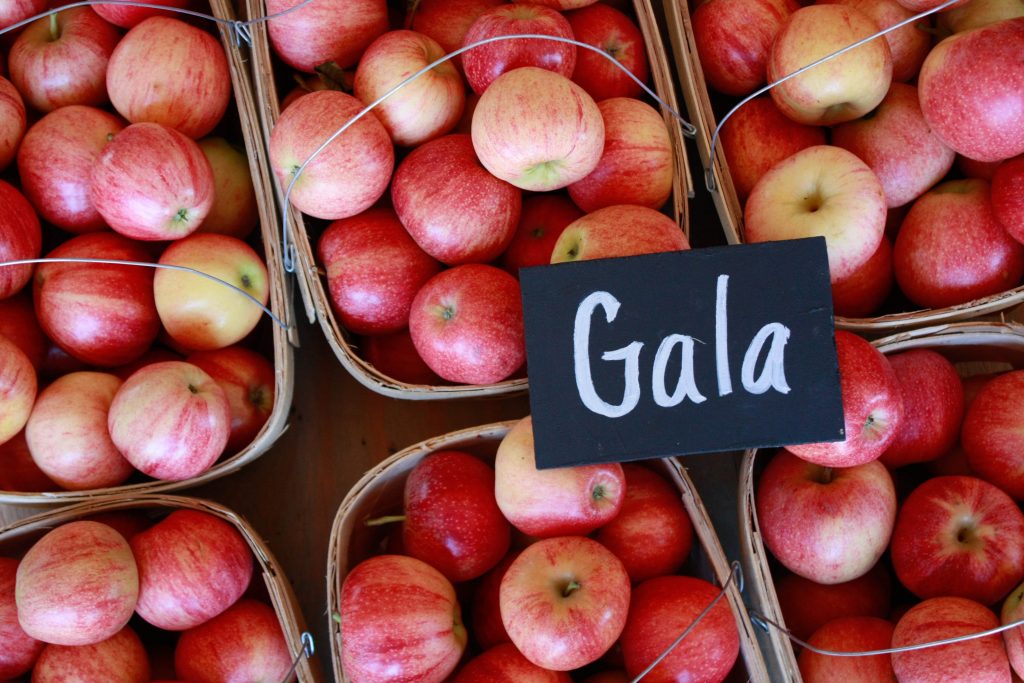 Gala Apple Tree - Scott's OrchardScott's Orchard